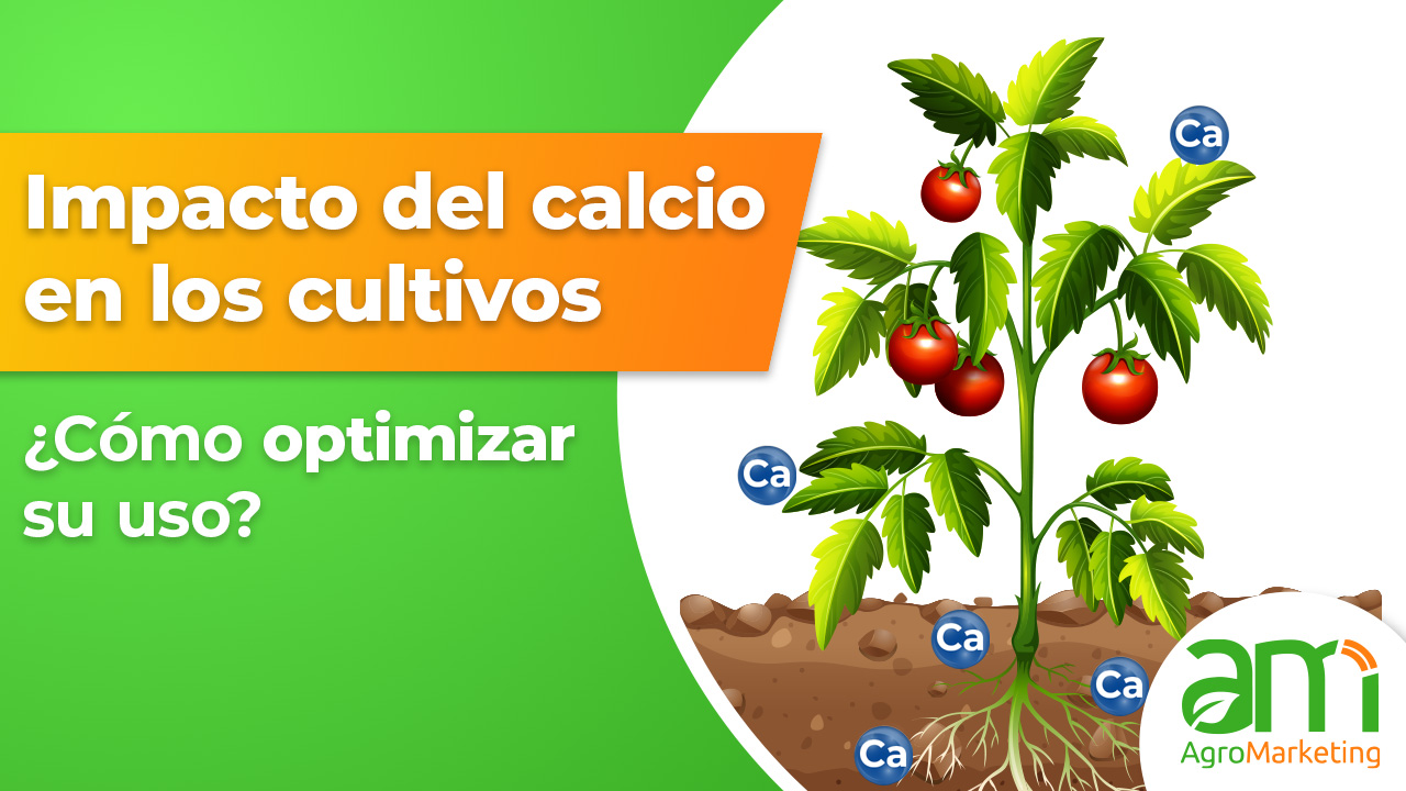 CÓMO EL CALCIO PUEDE MEJORAR LA SALUD DE TUS CULTIVOS Y AUMENTAR TU ...