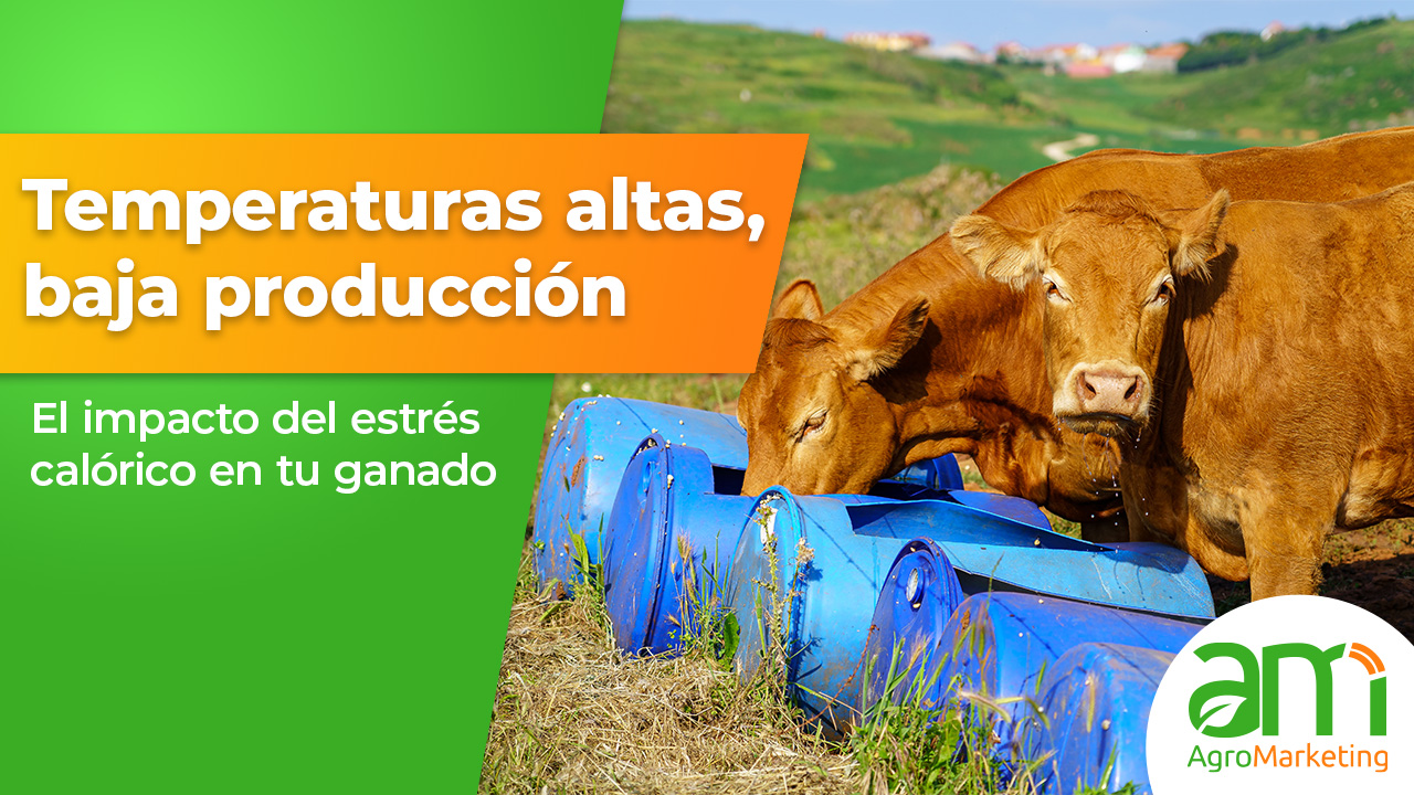 MANEJO EFICAZ DEL ESTRÉS CALÓRICO EN EL GANADO | Agromarketing Latam